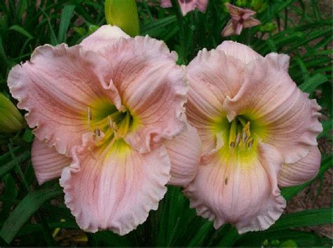 Daylily Barbara Mitchell Buy It Now