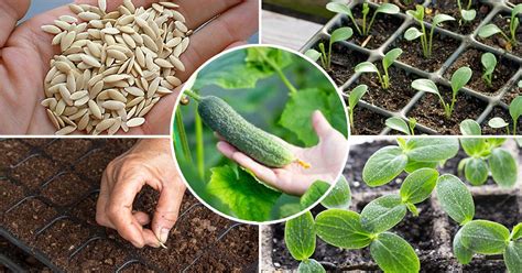 Як посіяти огірки на розсаду покроковий майстер клас Моє домашнє натхнення