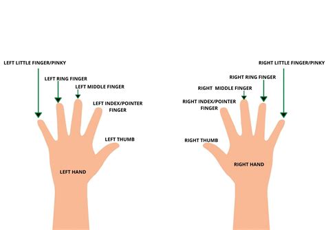 Rings And Fingers Unmasking The Symbolism Wedding KnowHow