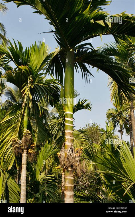 Areca Tree