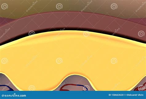 Fat Cells Subcutaneous Fat Stock Illustration Illustration Of Health Microbiology 158663620