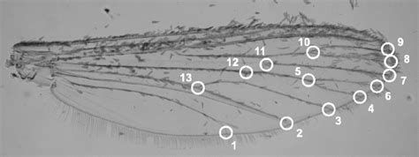 Mosquito Wing Landmarks Are Labelled According To The Order Of