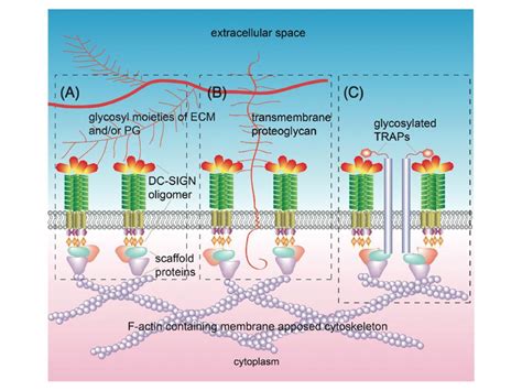 Structure And Function Of C Type Lectin Receptor Dc Sign Glycopedia