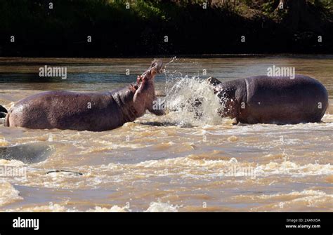 A Dominant Hippo Bull Makes Threatening Gestures And Noises To A Female