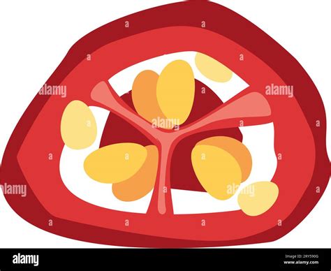 Chili Pepper Slice Stock Vector Image Art Alamy