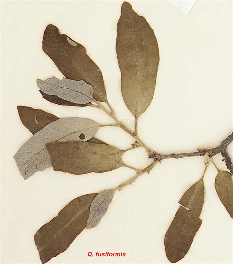 Quercus Fusiformis