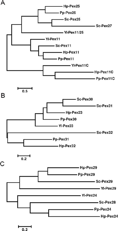 Figure 1 From Peroxisomal Membrane Contact Sites In The Yeast Hansenula