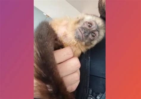 Macaco Prego é Resgatado De Traficantes A Caminho Do Pantanal De Ms