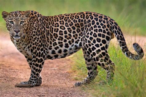 Download Leopard Standing Near Green Grass Picture | Wallpapers.com