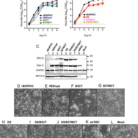 Replication Intracellular Protein Expression And Syncytium Formation