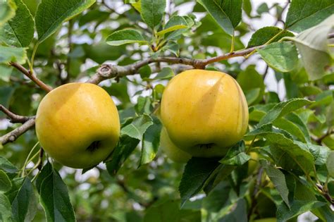 Pommes Opal 3 Formats Colas Guillot Locavor Fr