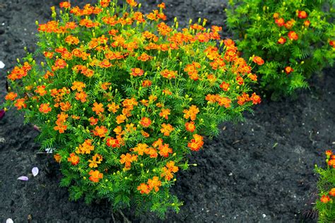 Tagetes: Säen, Standort & Pflege - Plantura