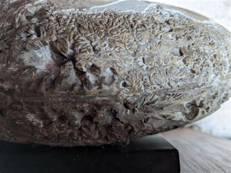 Ammonite Identification Or More Detail Than Late Cretaceous R Fossils