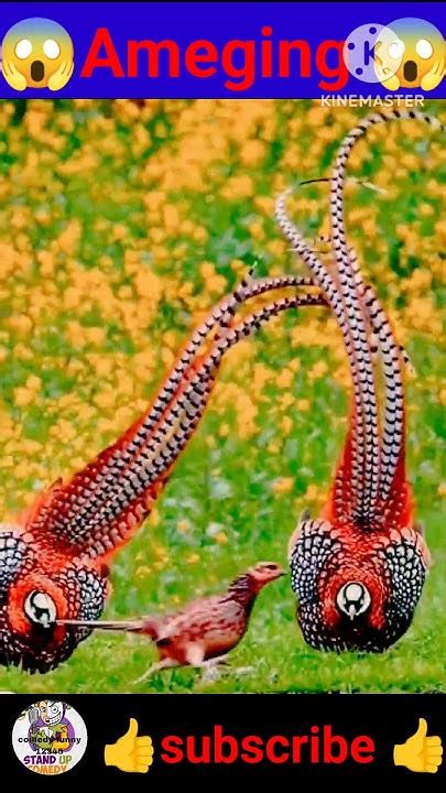 🦃🦃natural Short Nature Beautiful Short Peacock Birds Tranding
