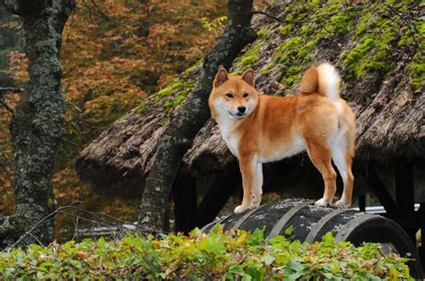 10 Best Shiba Inu Rescues For Adoption