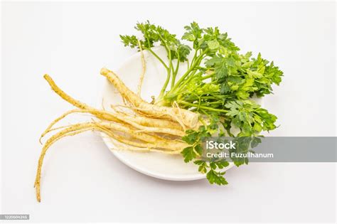흰색 배경에 고립 된 신선한 녹색 소렐과 쐐기풀 봄 수프의 전통 식재료 0명에 대한 스톡 사진 및 기타 이미지 0명