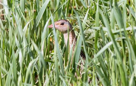 Premium Photo Corncrake In The Grass