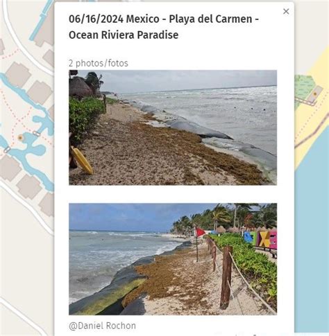 Sargassum Monitoring® On Linkedin Usa Florida Sargassum Sargasso
