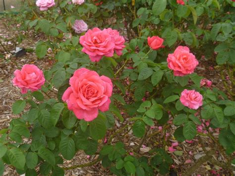 「バラ」の花言葉 色や、贈る本数によって異なるのを知っていますか？