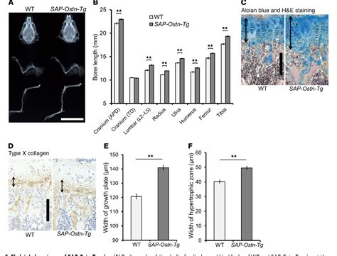 Figure 2 From Circulating Osteocrin Stimulates Bone Growth By Limiting C Type Natriuretic