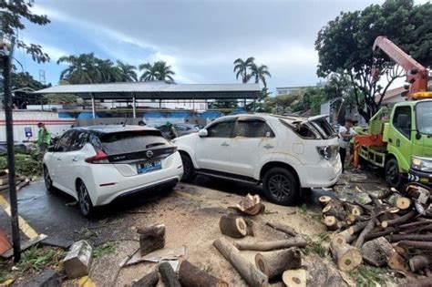 Cara Mengurus Ganti Rugi Kendaraan Tertimpa Pohon