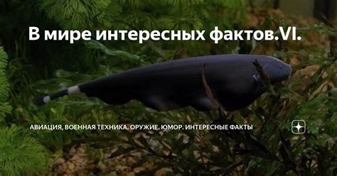 В мире интересных фактов Vi Авиация военная техника Оружие Юмор Интересные факты Дзен