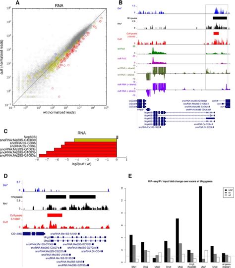 Small Nucleolar Rnas Are Down Regulated In Cuff Mutant Ovaries A