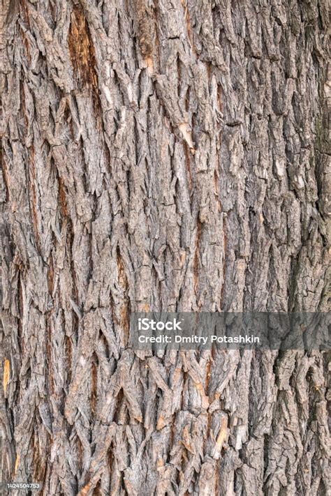 오래된 단풍 나무의 껍질의 질감 금이 나무 껍질 단풍 나무의 엠보싱 질감 갈색에 대한 스톡 사진 및 기타 이미지 갈색 거친 곡선 Istock