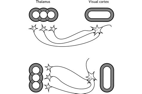 Vision Central Processing Foundations Of Neuroscience
