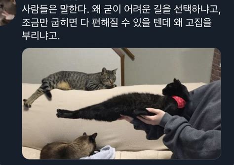 고양이는 정말 귀여워 스압 킹받는 고양이 짤 모음 Daum 카페