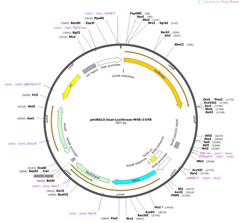 Addgene Pmirglo Dual Luciferase Myb 3utr