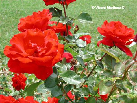 Compartilhar 109 imagem características da rosa br thptnganamst edu vn