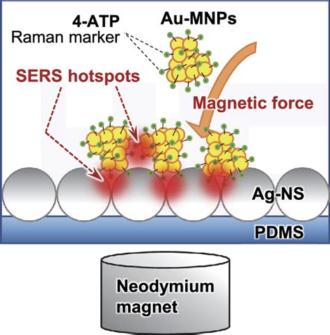 A Conceptual Image Of Surface Enhanced Raman Scattering Sers Signal