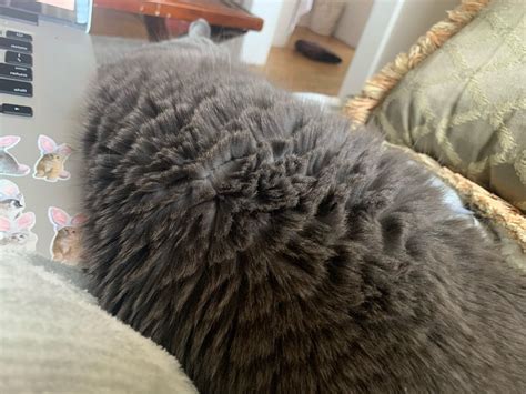 Why Does My Cats Fur Look Like This Rcats