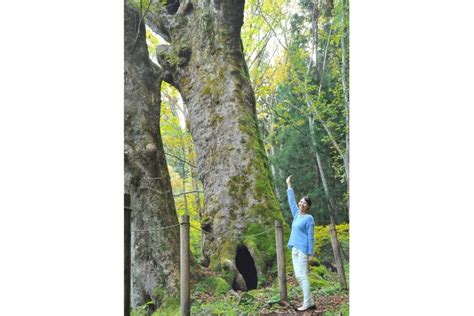 神秘の巨木と語らう庄原観光ナビ 【公式】広島県庄原市観光情報サイト
