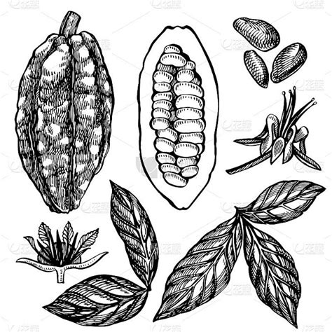 设置可可豆矢量插图雕刻风格的插图手绘可可豆树树叶和树枝