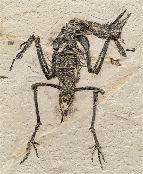 From China A Flock Of Fossils Science Friday
