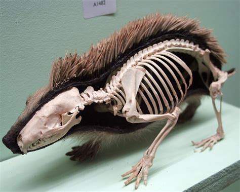 Hedgehogs — Archaeology Now