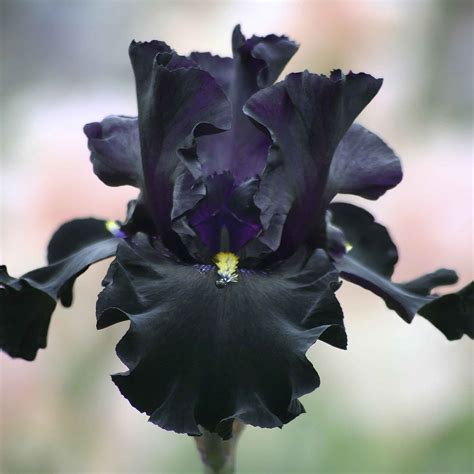 Eden Brothers Bearded Iris Bulbs Senor Jinx