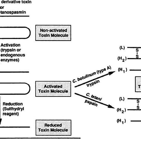 Diagrammatic Representation Of C Botulinum Derivative C Tetani