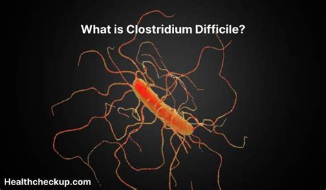 Clostridium Difficile Symptoms Diagnosis Treatment Prevention