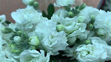 스토크 화이트 생화 꽃집 꽃집창업 꽃값 온라인꽃시장 온라인꽃도매 인터넷꽃시장 인터넷꽃도매 서울꽃시장 꽃농장 꽃배송 생화배송 생화도매 생화택배 꽃배달 생화배달 생화주문 생화