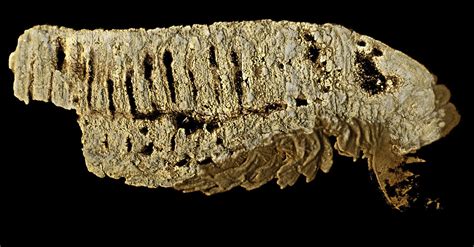 Three Eyed Fossil Monster” 520 Million Year Old Fossil Reveals