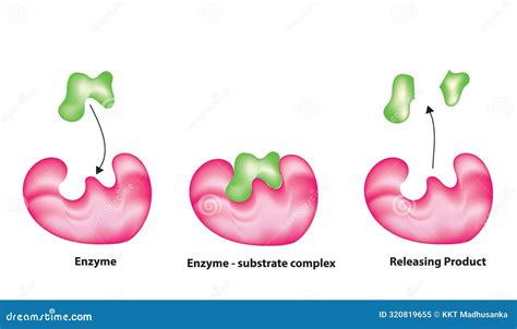 Labeled Enzyme Substrate Model Cartoon Vector
