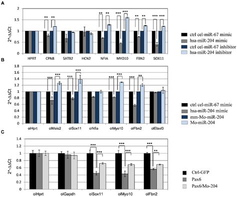 Mir 204 Affects Expression Of Multiple Genes And Mediates Pax6