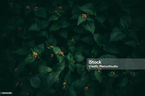 꽃 봄가 또는 여름 크리에이 티브 텍스트 로고 또는 레이아웃에 대 한 크리에이 티브 무성 한 녹색 잎 패턴 자연 질감 배경 0명에 대한 스톡 사진 및 기타 이미지 Istock