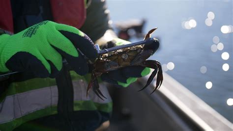 The Biggest Threat To Wild Salmon Youve Never Heard Of Management