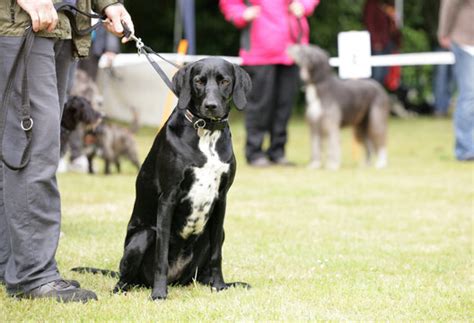 รูปภาพmongral เลือกดูภาพถ่ายสต็อก เวกเตอร์ และวิดีโอ87 Adobe Stock