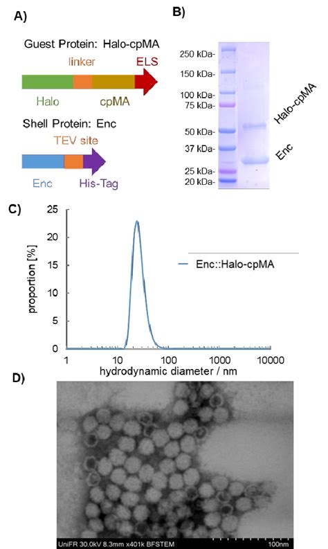 Overview And Characterization Of The Designed Protein Constructs A