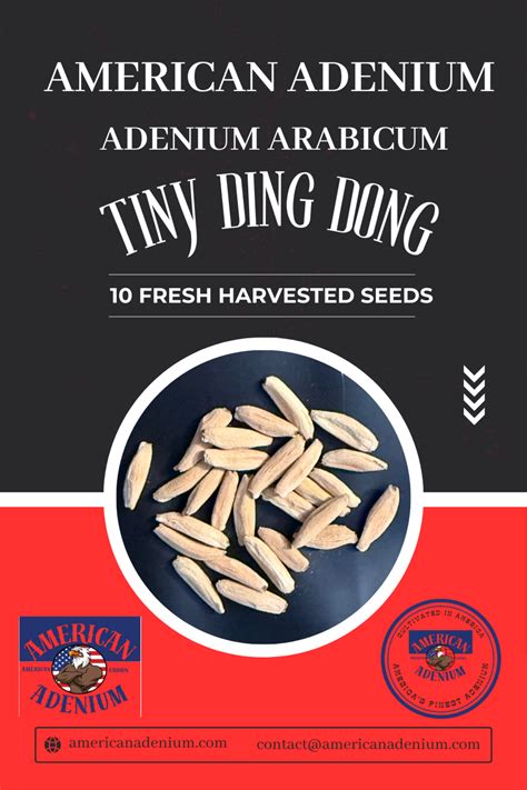 Adenium Arabicum Tiny Ding Dong 10 Seeds Package American Adenium